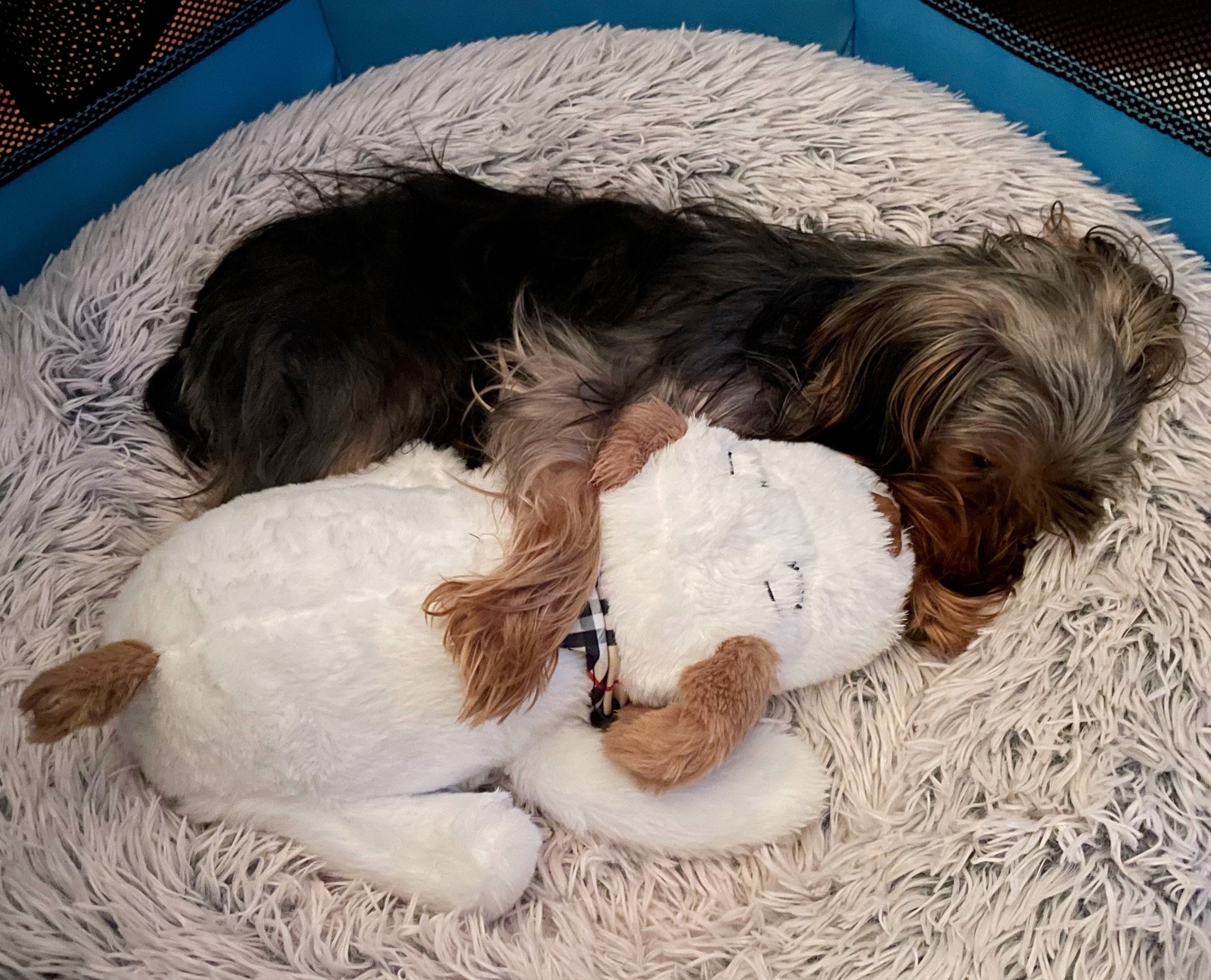 Dog Heroes Collection – Pet Fit For Life